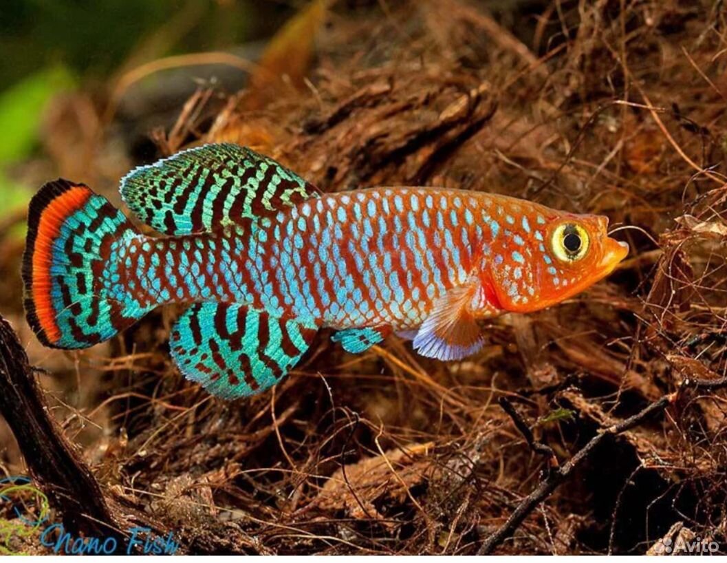 Нотобрахиус гюнтера