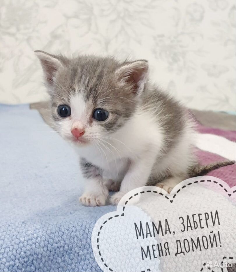 Малыш ищет маму