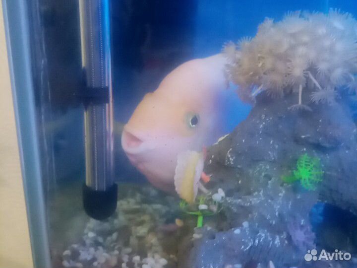 Рыба-попугай