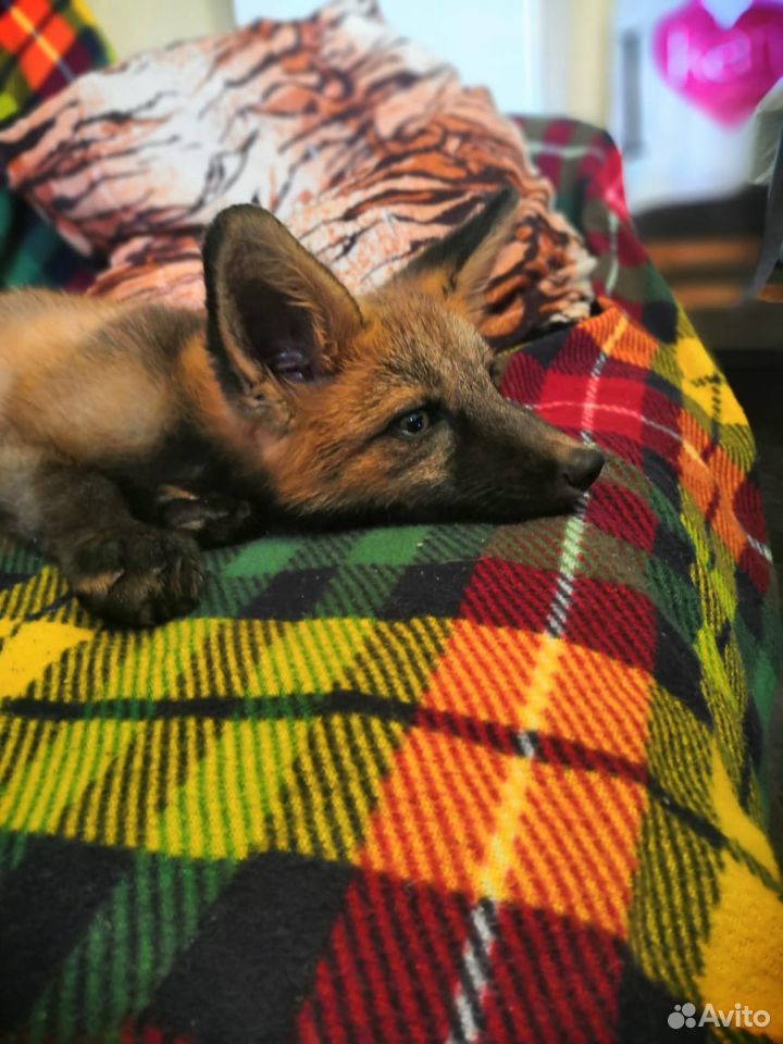 Лисенок чернобурка