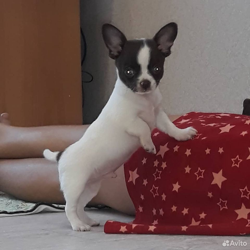 Мальчик зайчик