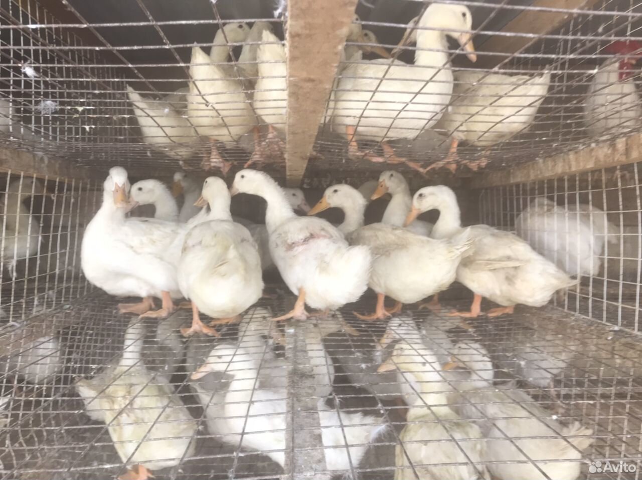 Несушки,Петушки,Уточки