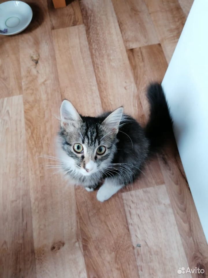 Маленький котик в добрые руки