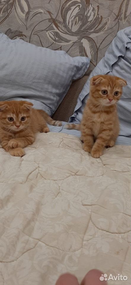 Шотландские котята