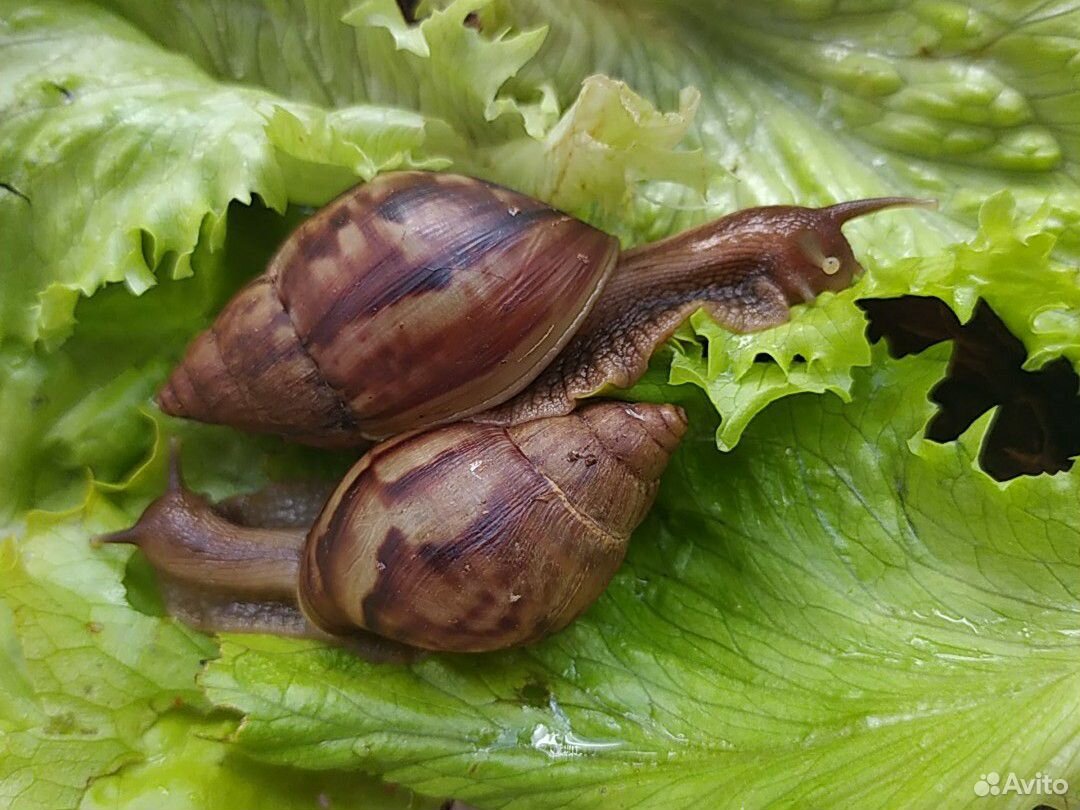 Улитка Ахатин