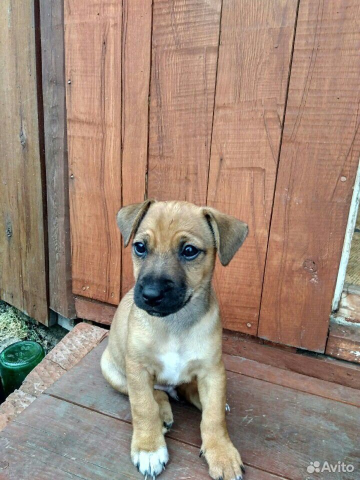 Карликовый пинчер