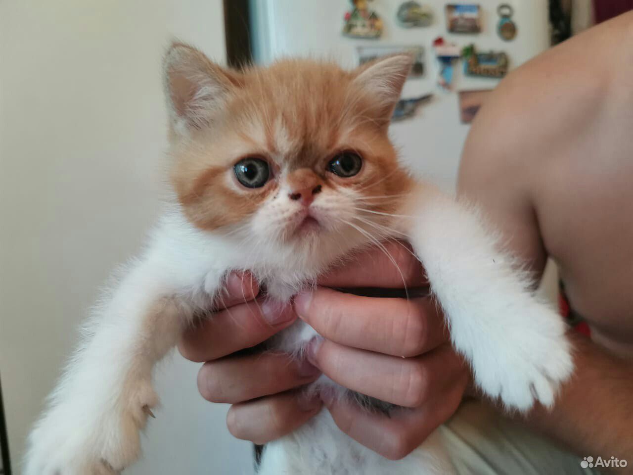 Котёнок экзот