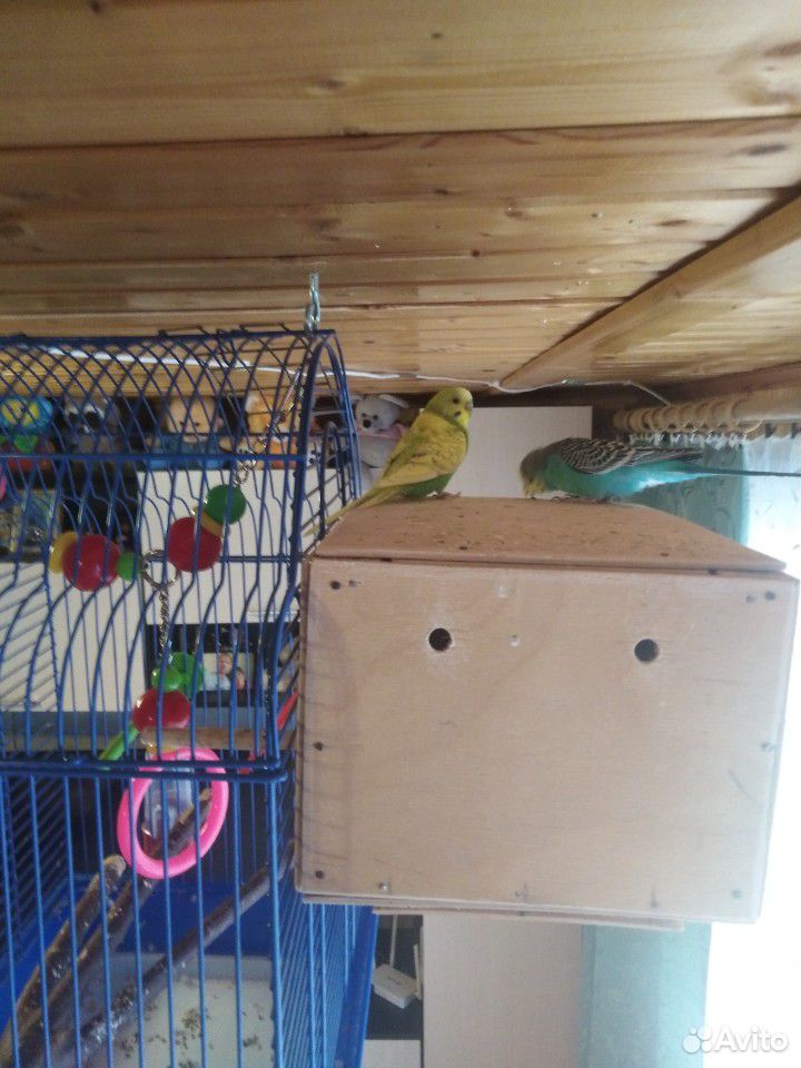 Волнистые попугаи 2 с клеткой и домиком