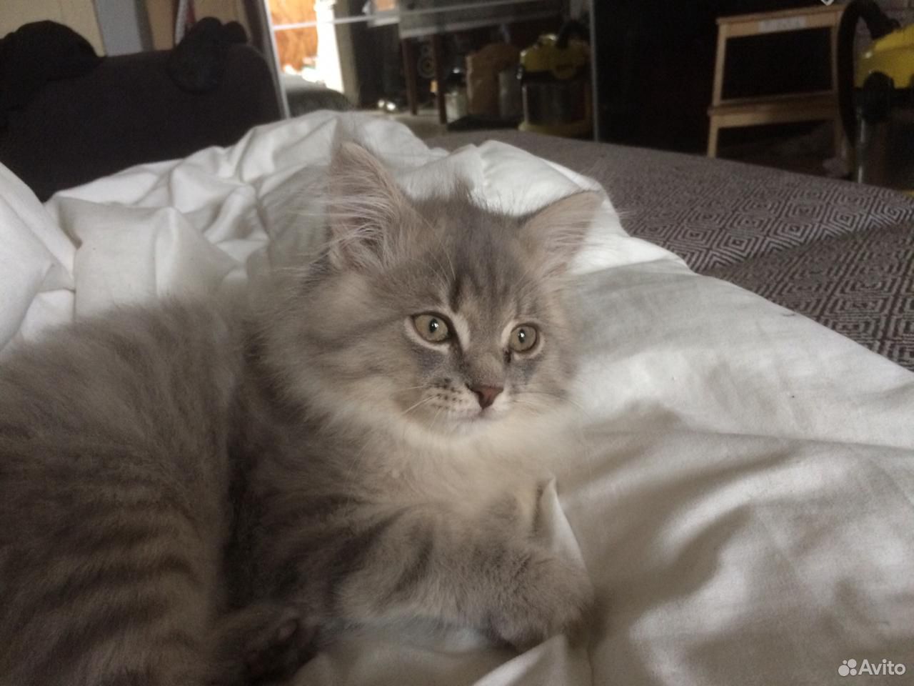 Котенок