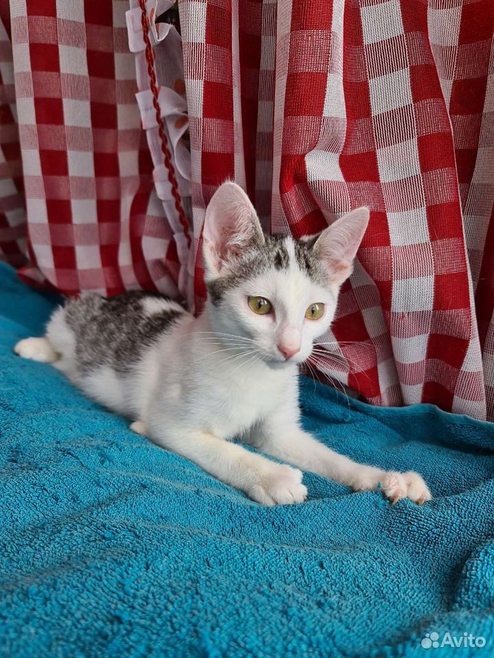 Котенок девочка тигровая с белым