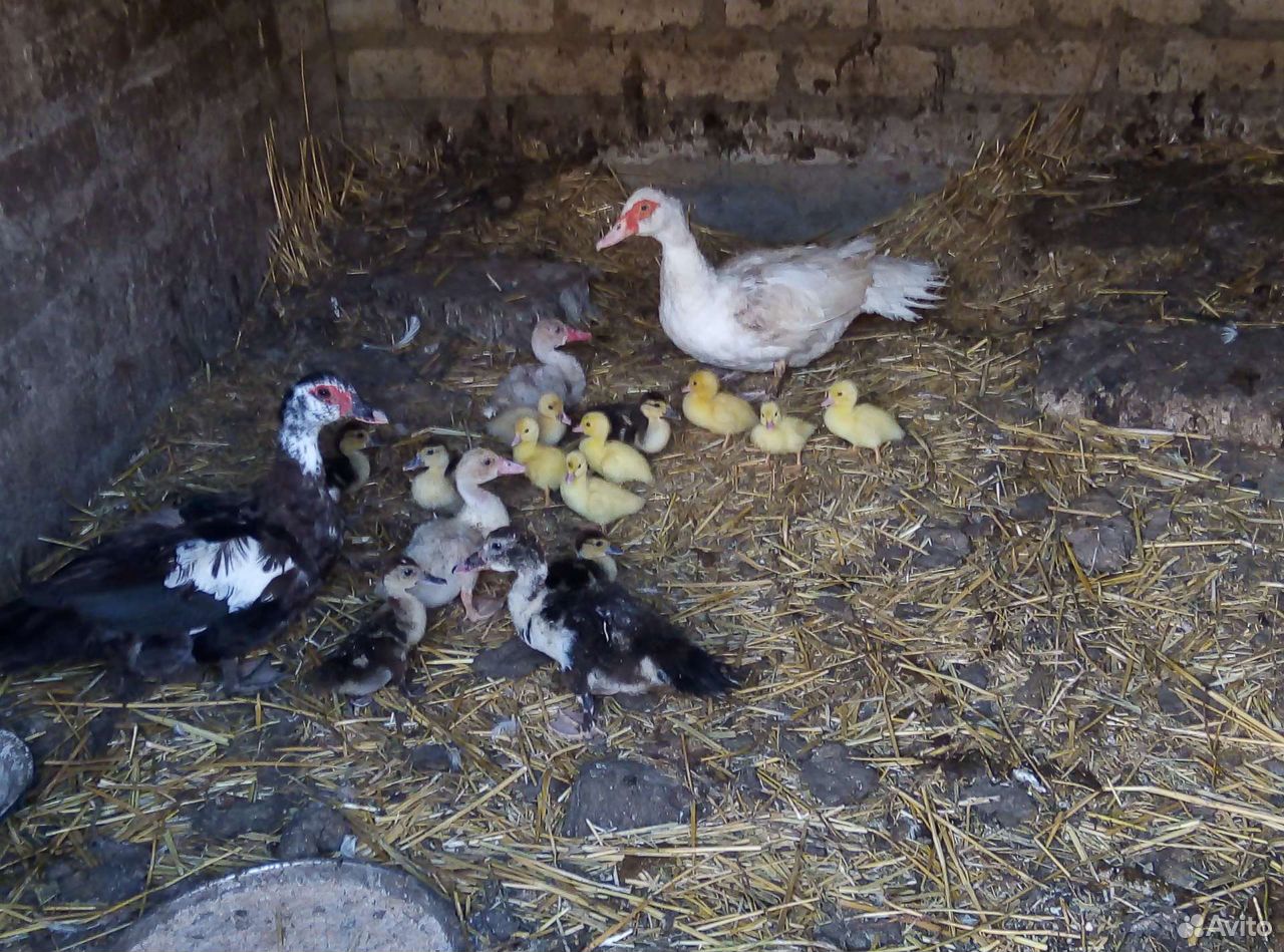 Утята шиптунята