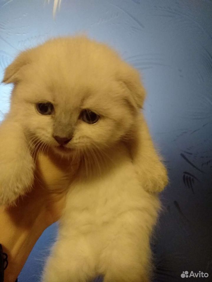 Шотландская