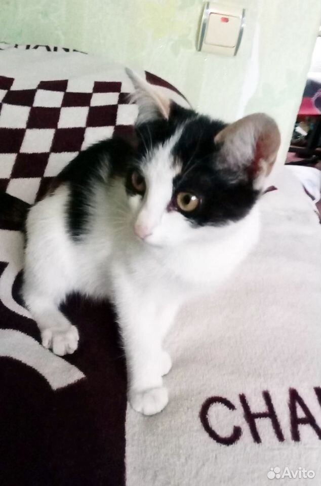 Знакомьтесь - котёнок Поночка