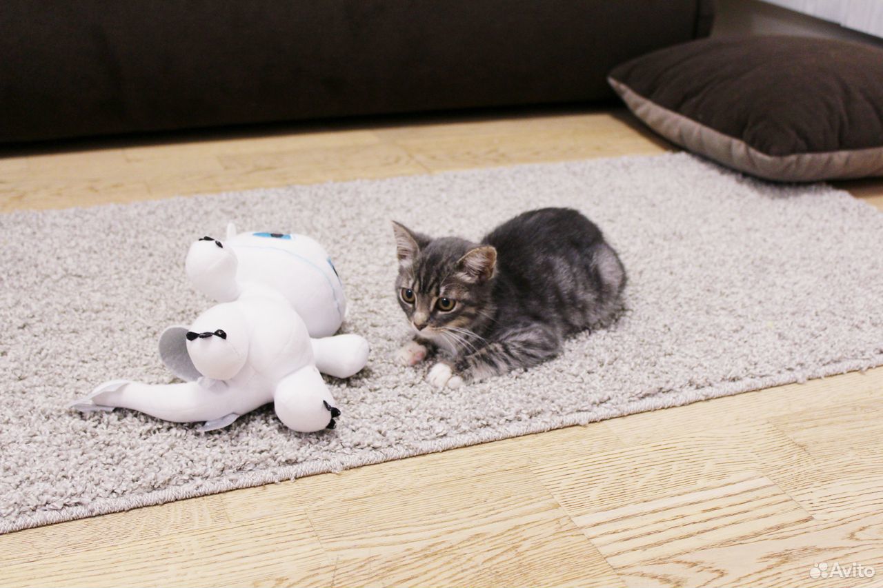 Котенок (девочка. 3,5 месяца) в дар