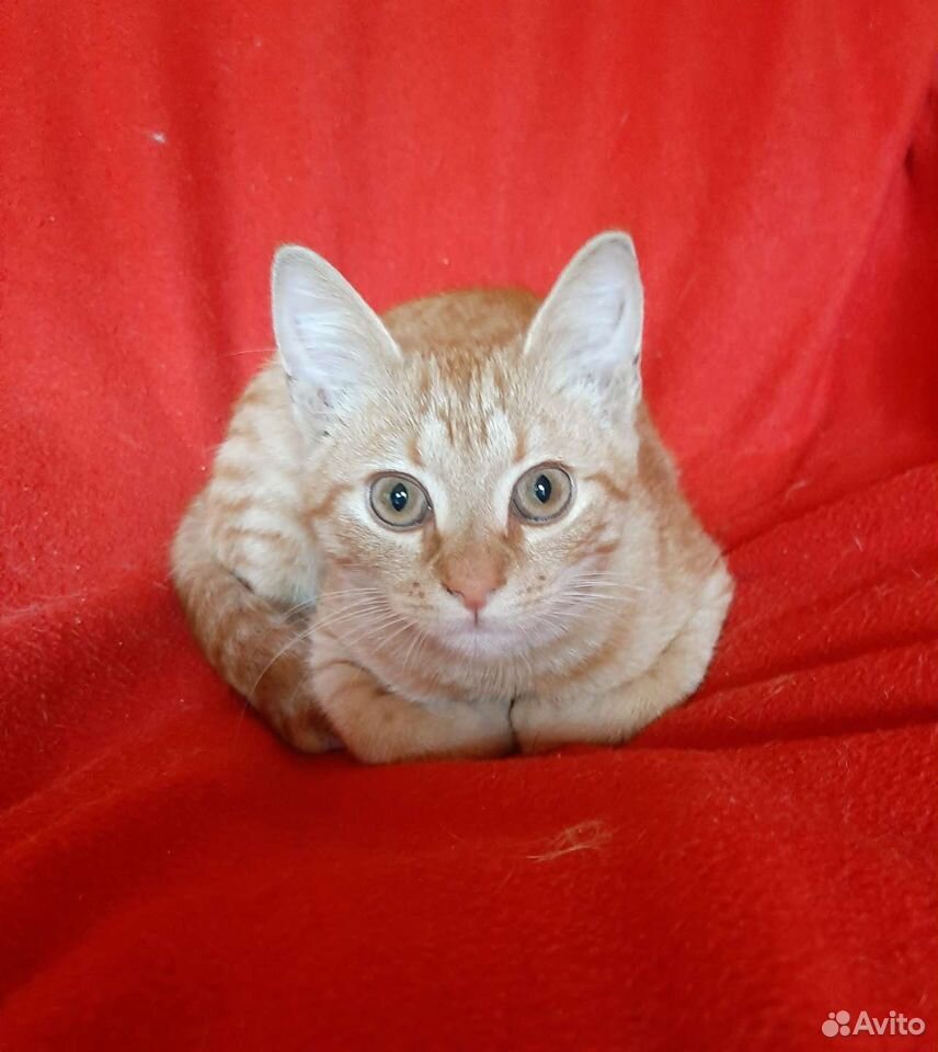 Изумительный малыш 4 мес