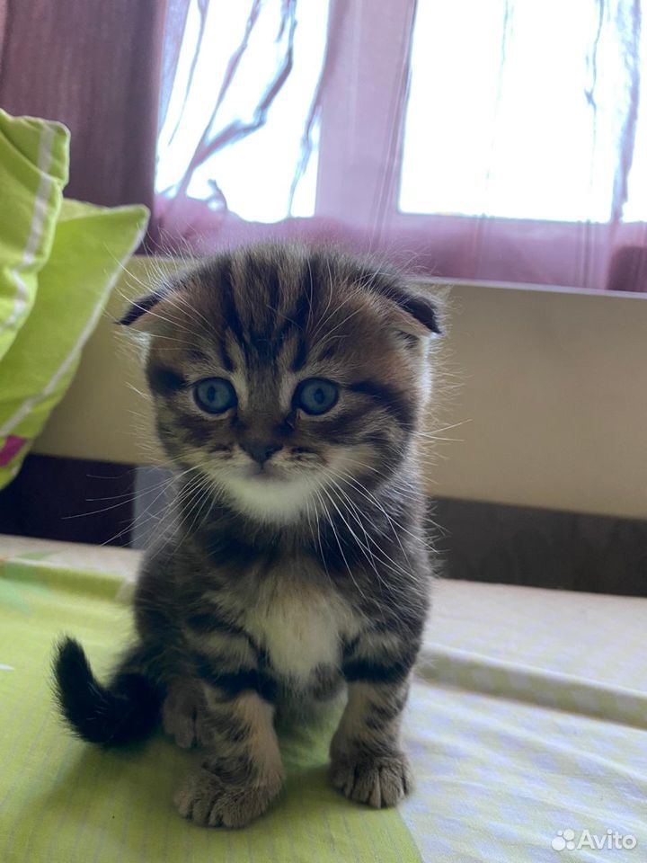 Котёнок породистый вислоухий
