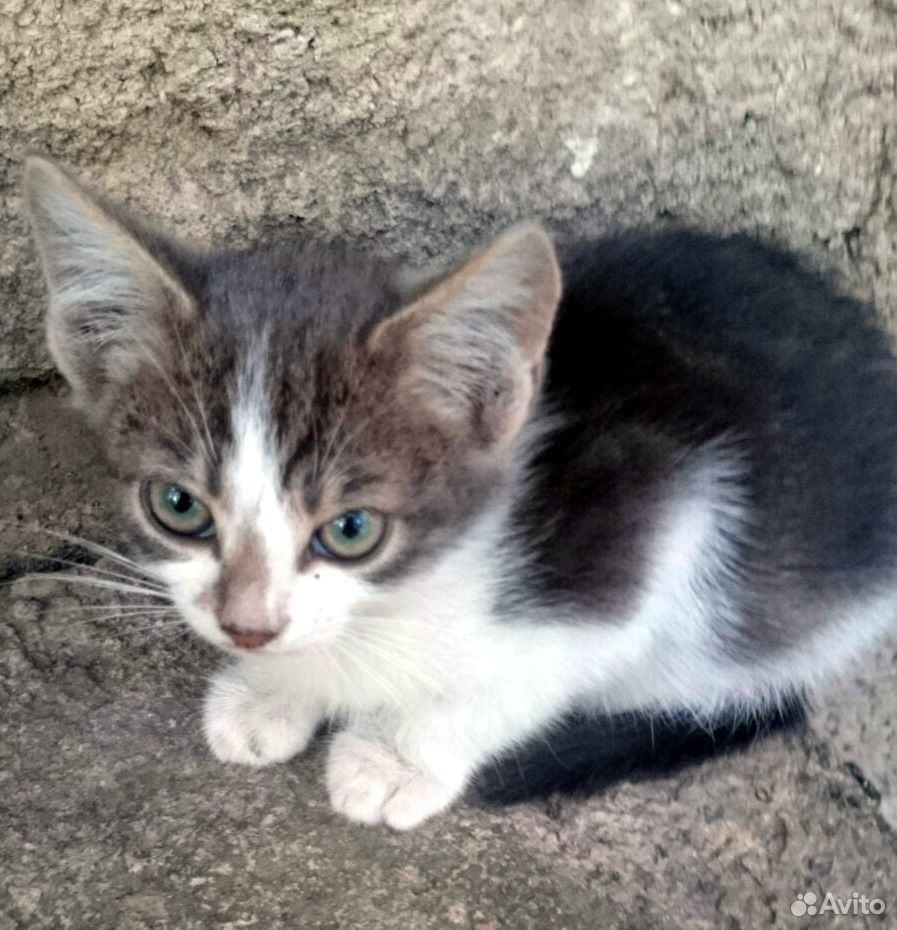 Две крошечки-горошечки