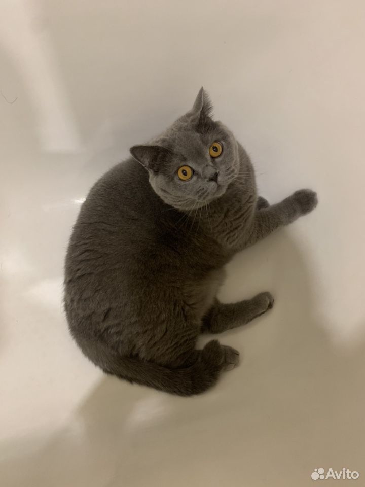 Британец кот