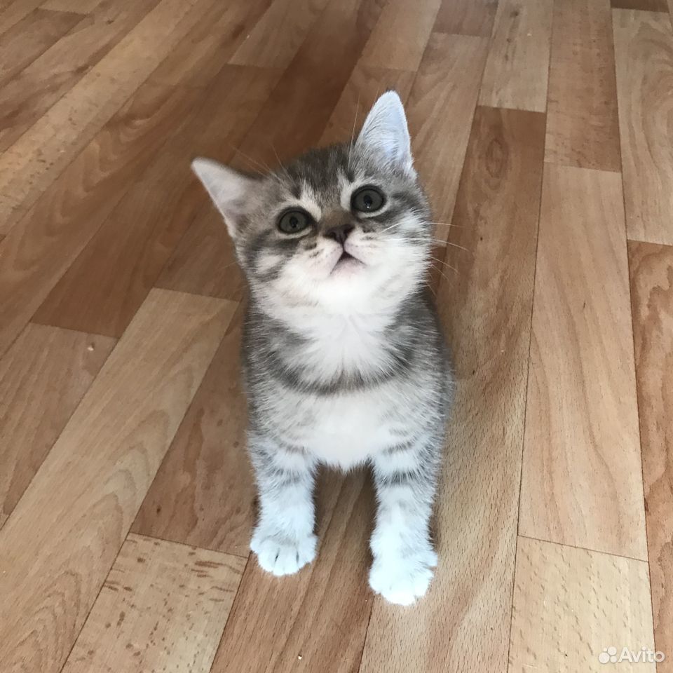 Британские котята