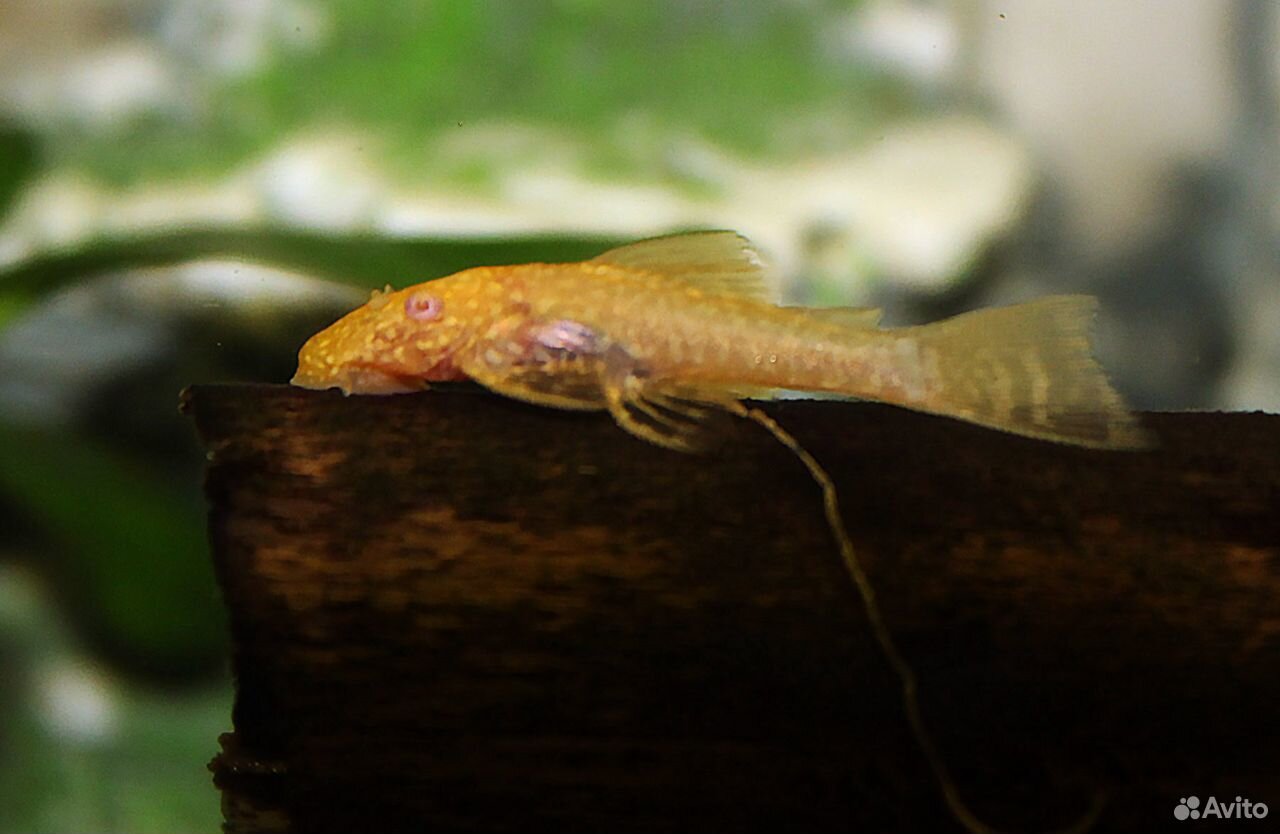 Золотистый анциструс