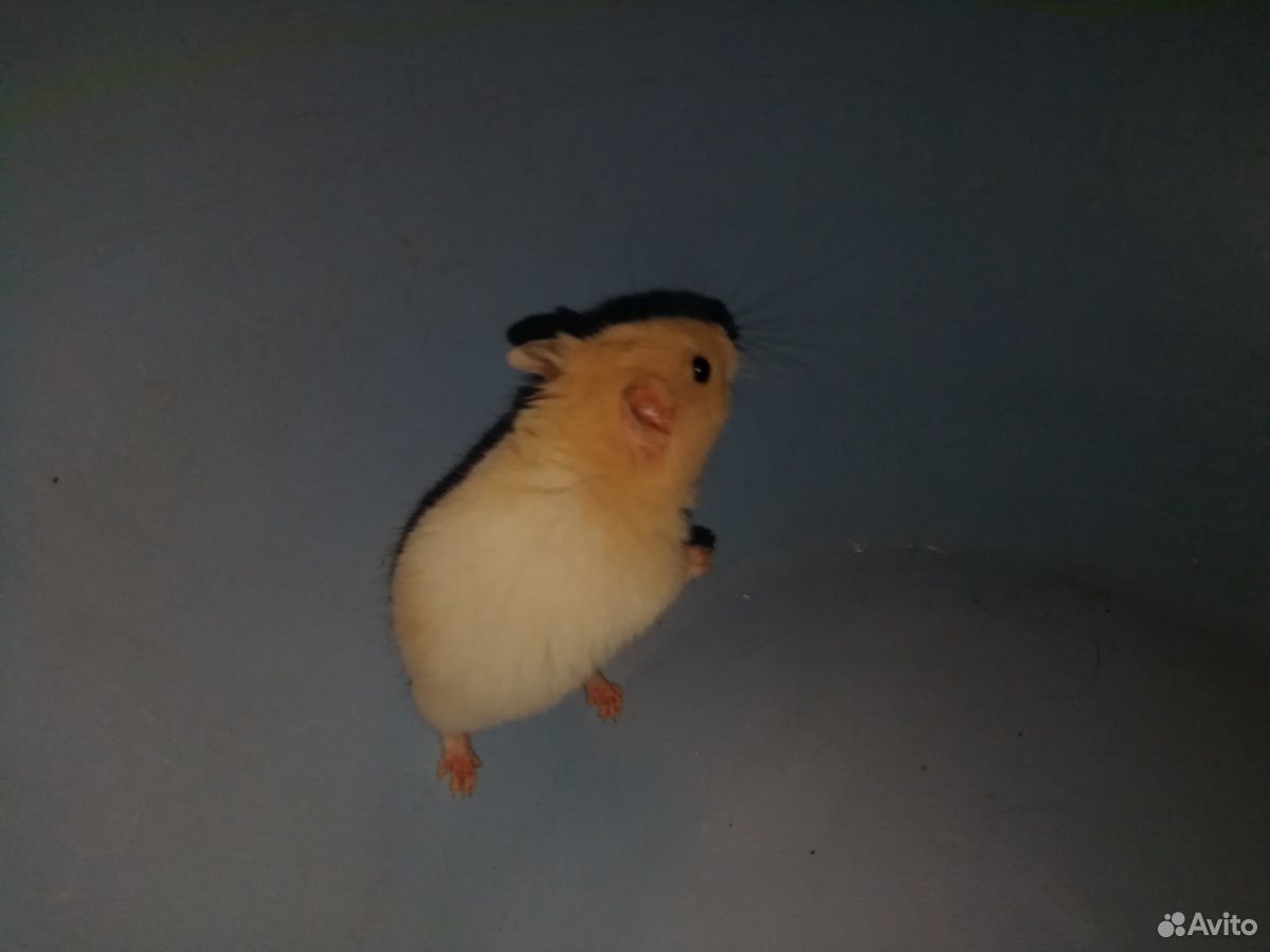 Сирийский хомяк +клетка
