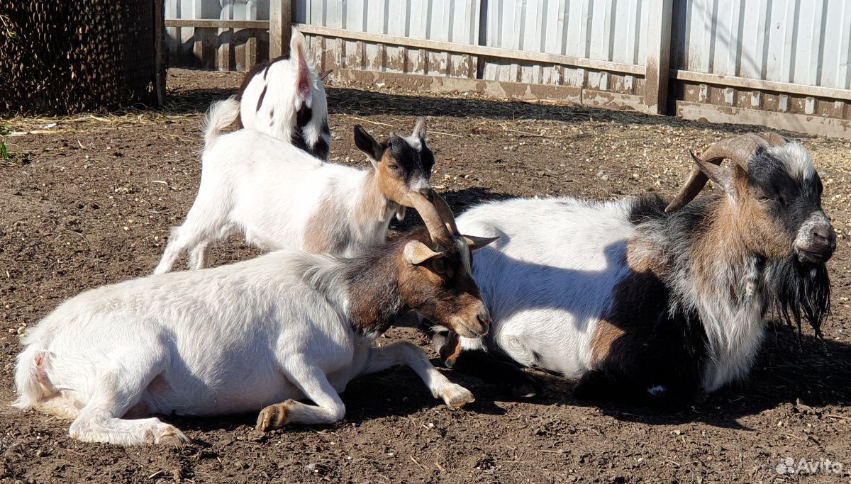 Семья камерунских коз