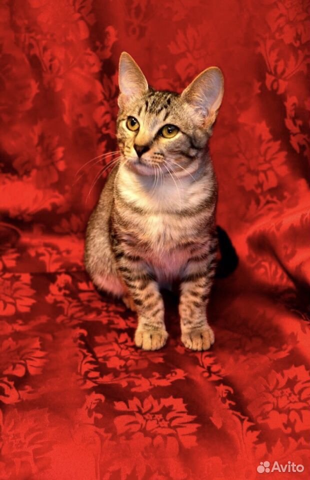 Котёнок 4,5 мес