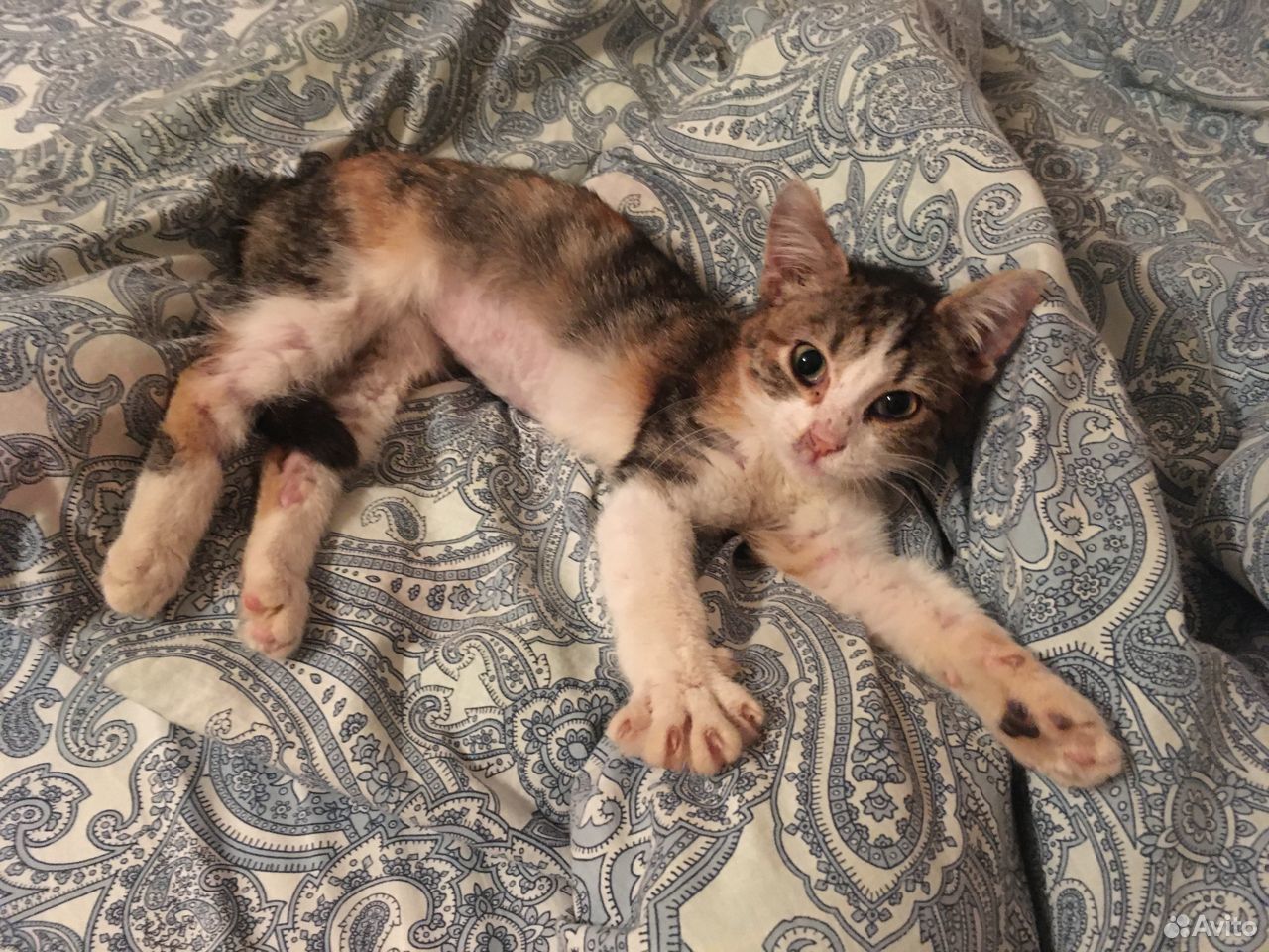 Котёнок в добрые руки