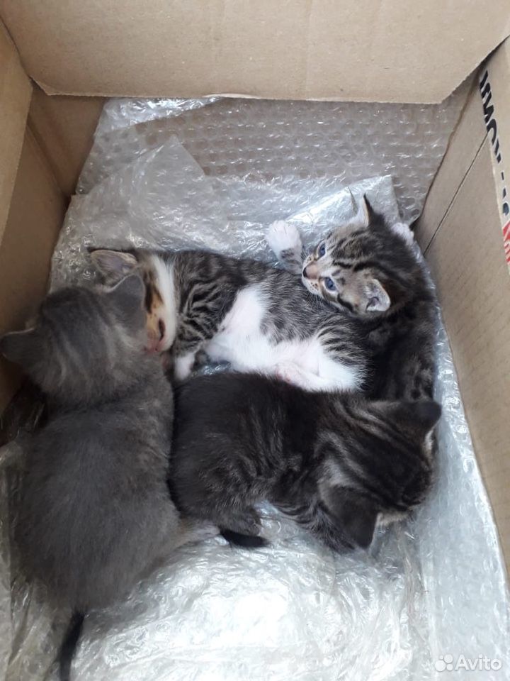 Котята серые бесплатно