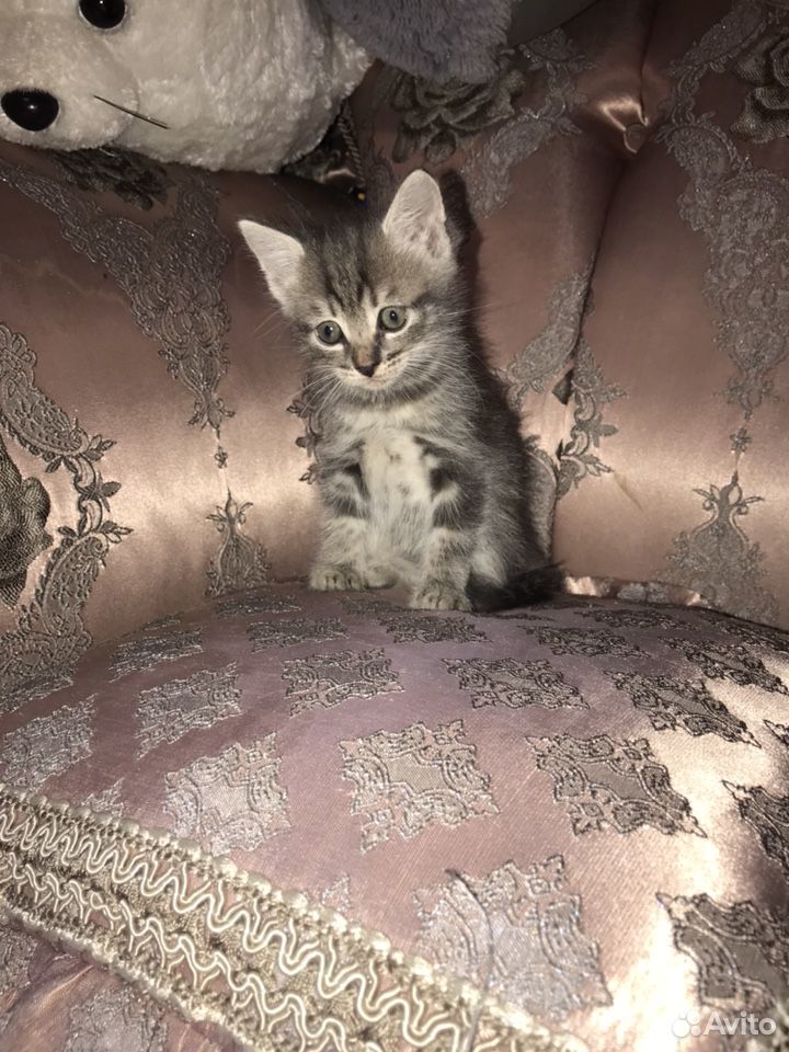 Котята