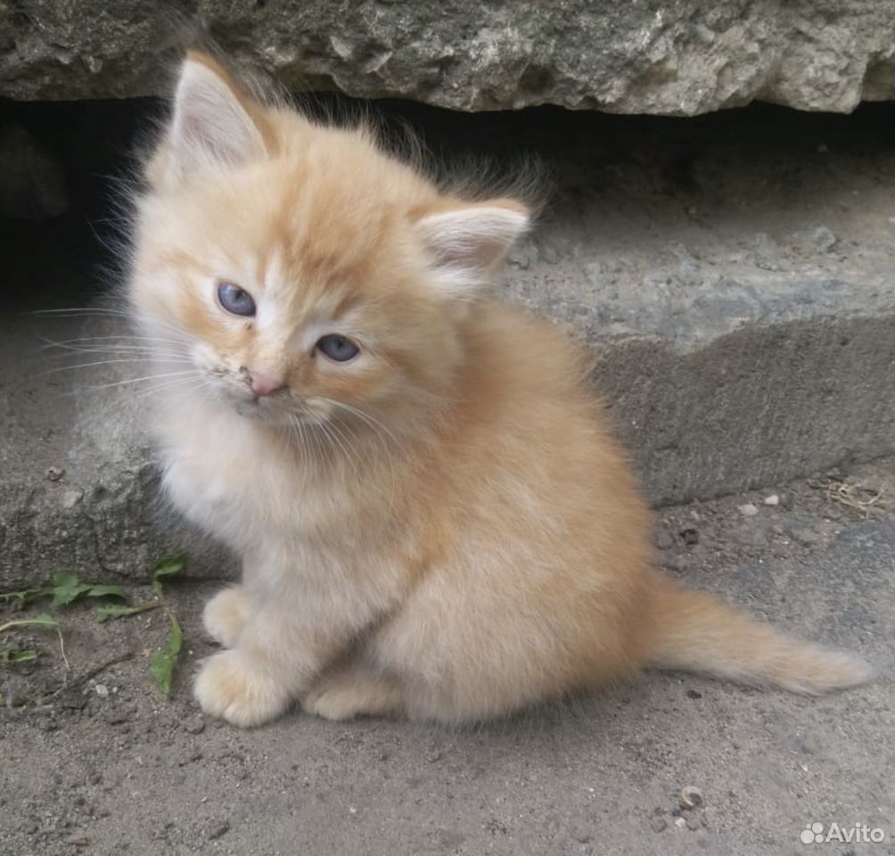 SOS красивые котята сиротки 1 месяц в добрые руки