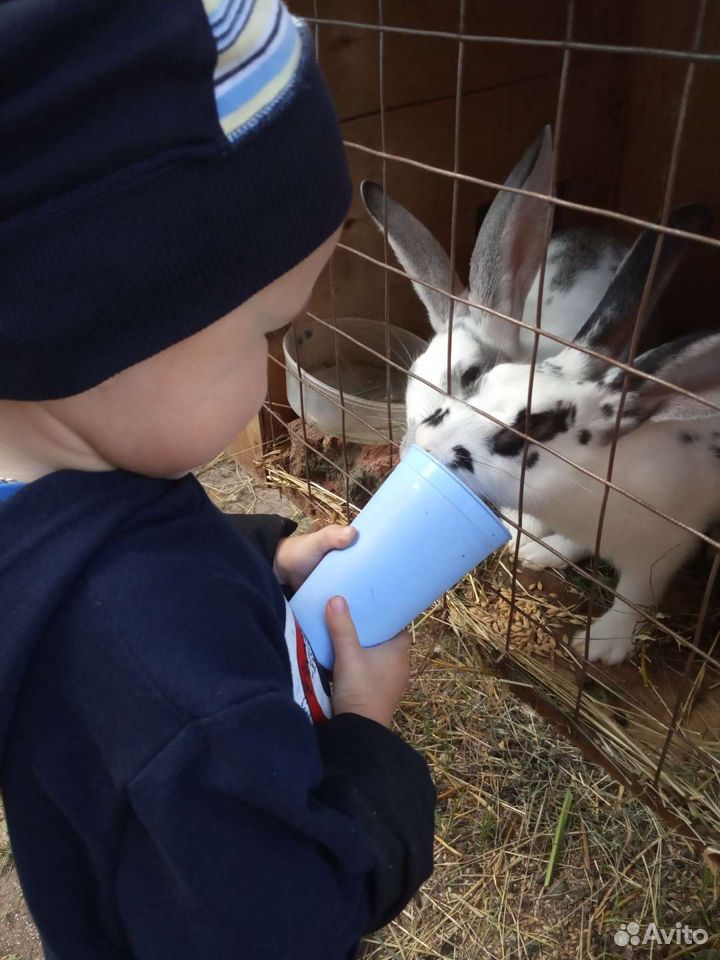 Продаю кроликов
