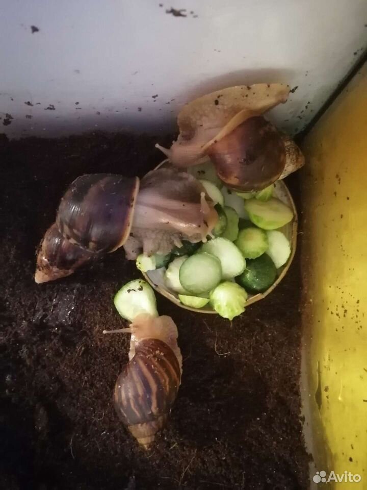 Улитка ахатина