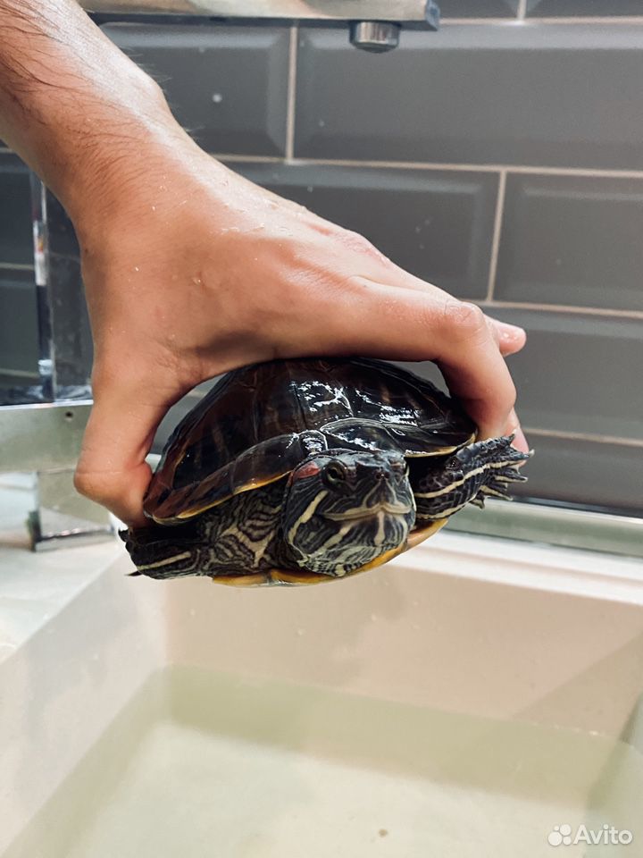 Черепаха красноухая (мальчик)