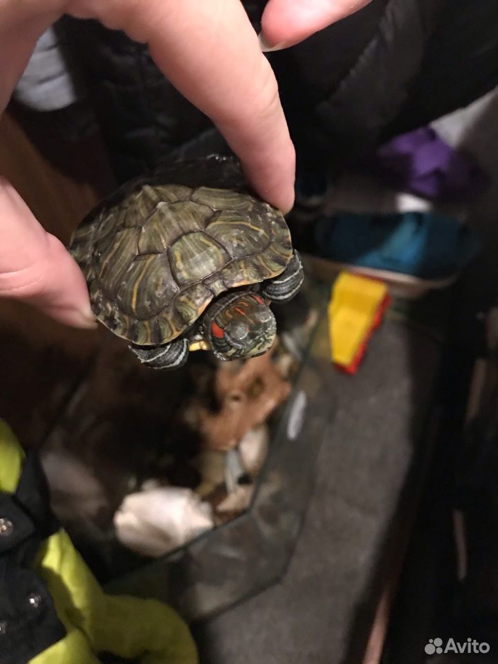 Черепахи