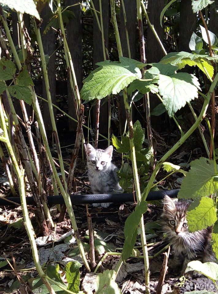 Котята