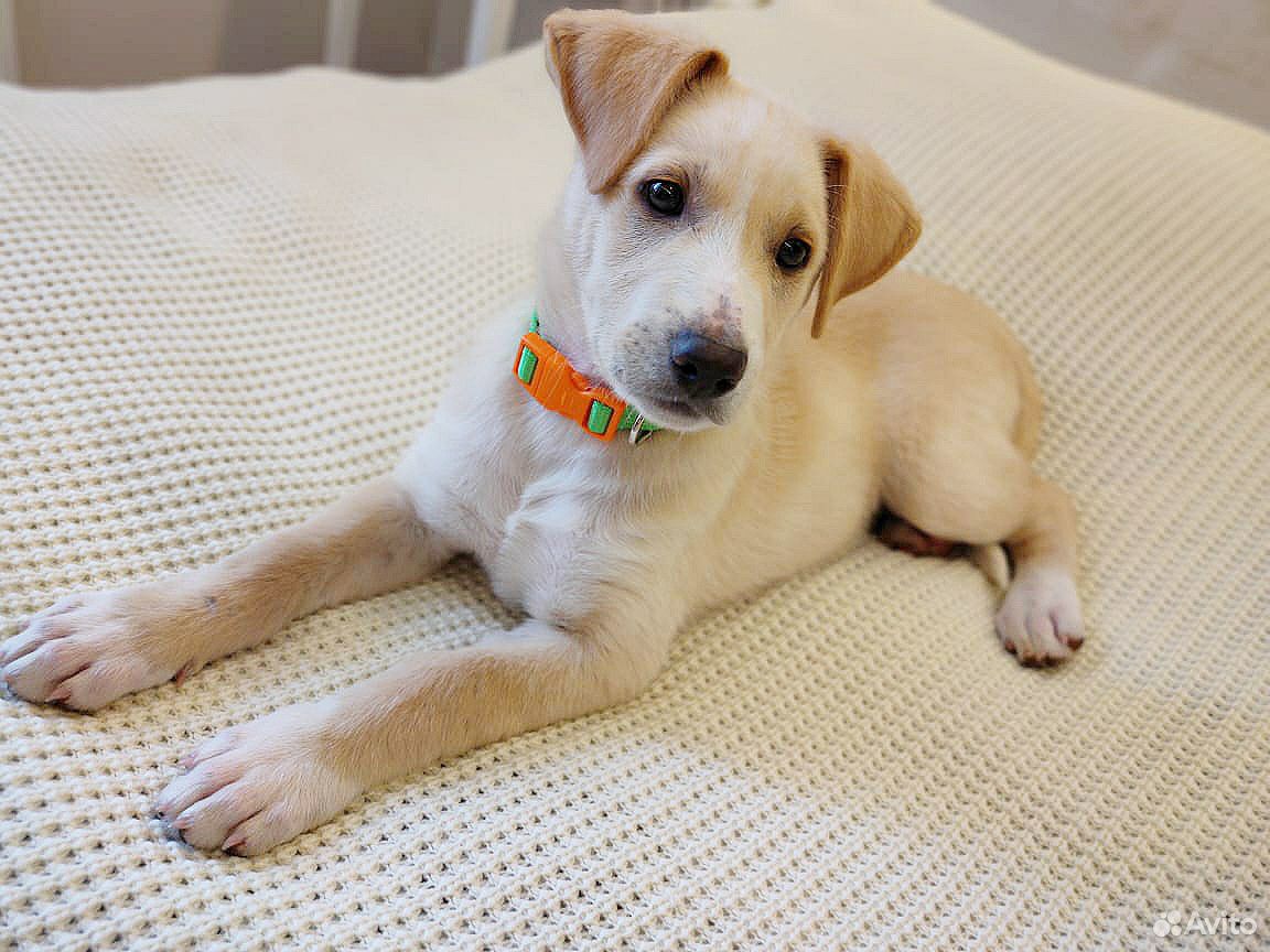 Отдам щенка в добрые руки