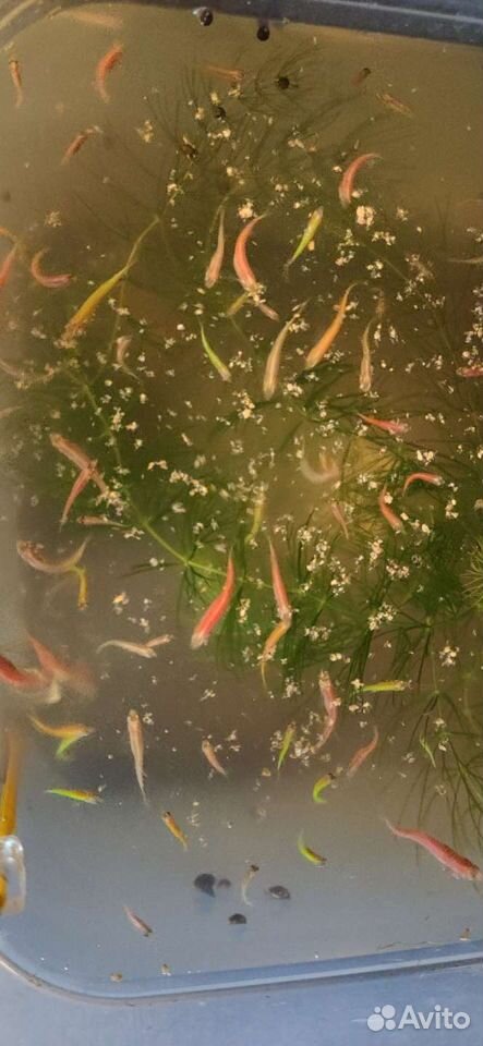 Данио гло вуаль