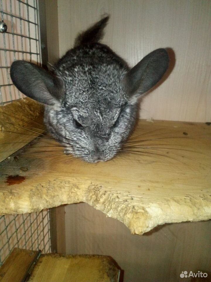 Отдам бесплатно шиншиллу