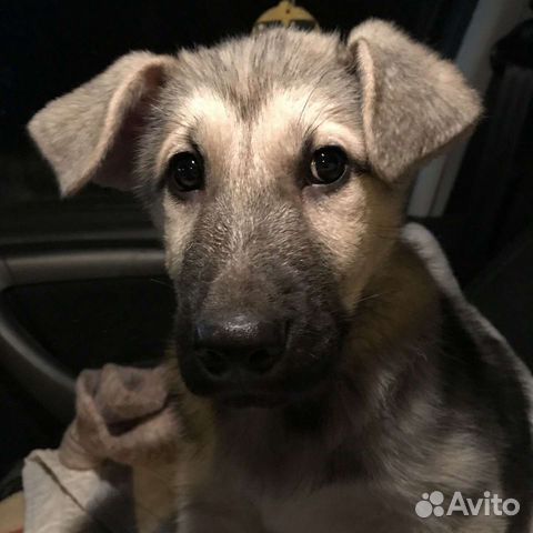 Щенок Бутуз в поиске любимого хозяина