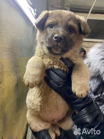 Щенята медвежата в поисках дома