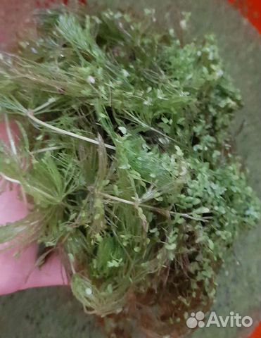 Роголистник и ряска