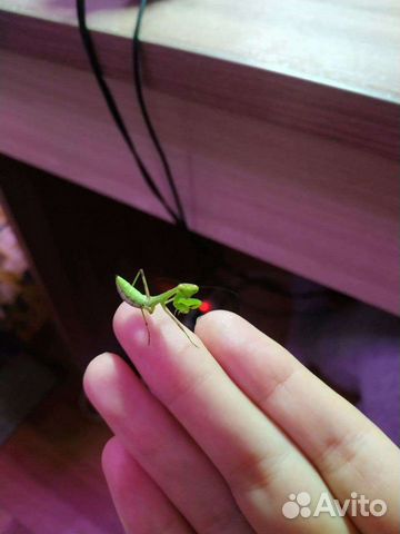 Богомолы (Mantis Religiosa)