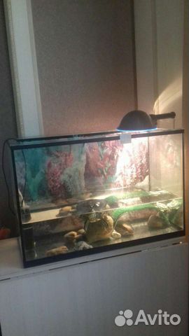 Аквариум с черепахой