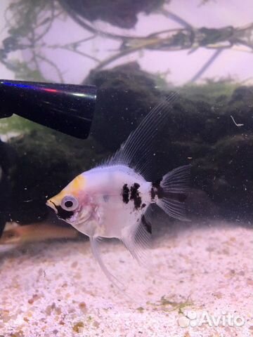 Рыбка для аквариума скалярия