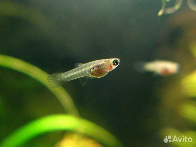 Мальки Гуппи