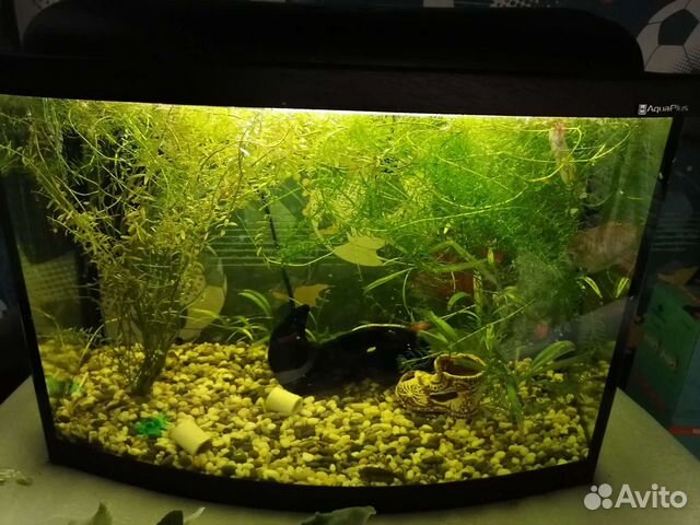 Аквариум 50л с рыбками и всеми аксессуарами
