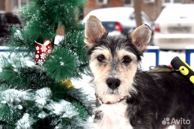 Собака Дикки в квартиру или частный дом