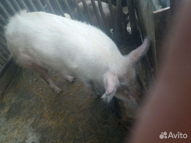 Свиноматка