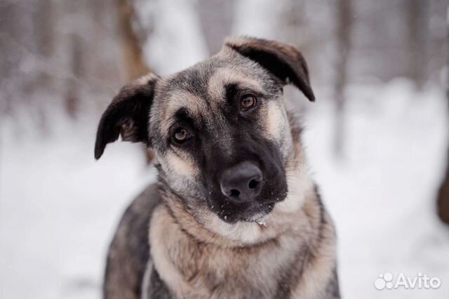 Собака